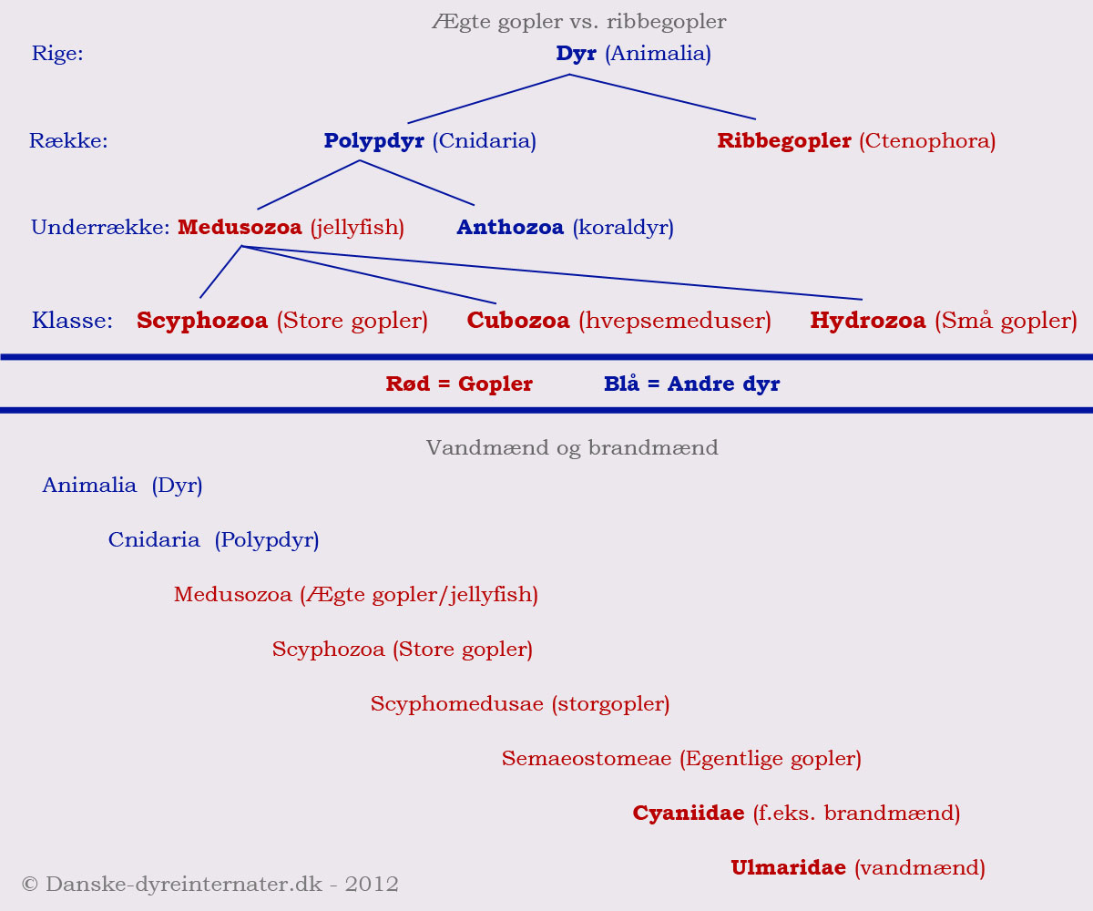 Gopler - Læs om de fascinerende gopler her