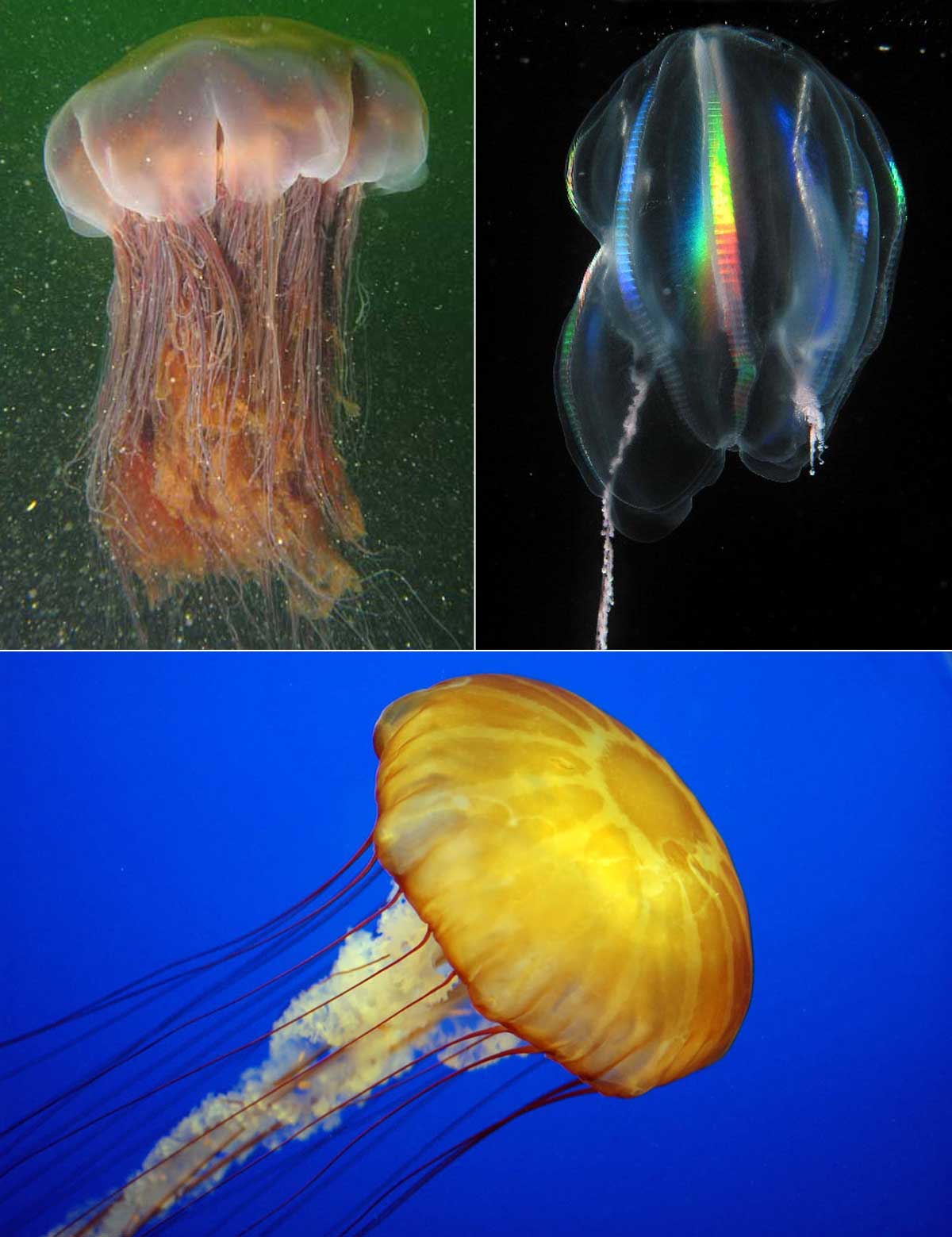 Gopler - Læs om de fascinerende gopler her