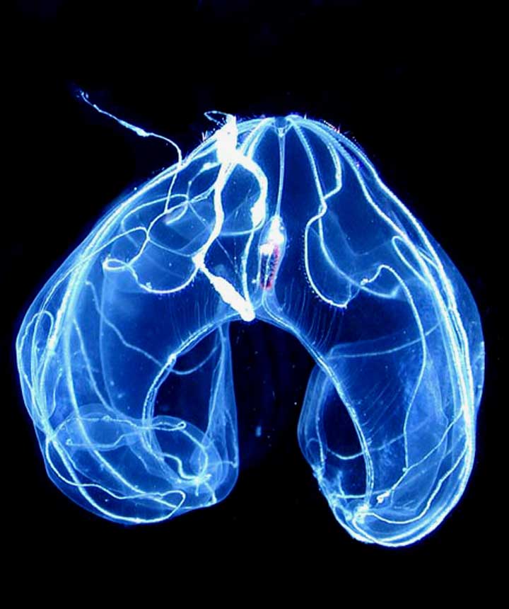 Gopler - Læs om de fascinerende gopler her